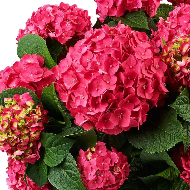 Rare Hydrangea Mix Seeds – Unique, Colorful Garden Blooms
