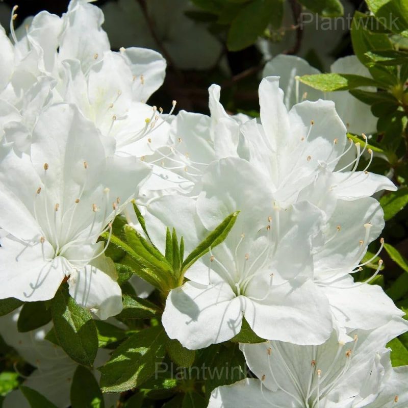 Azalea Seeds – Vibrant Rhododendron Flower Seeds