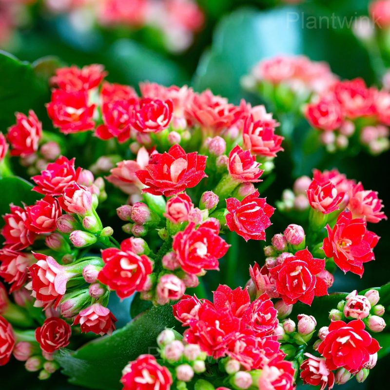Kalanchoe Seeds – Colorful Succulent Blooms for Indoors & Gardens